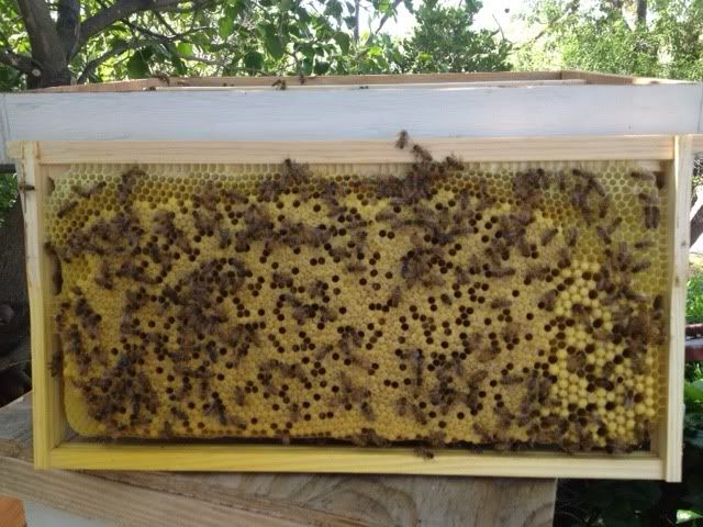 Request for photos: Foundationless Frame | Page 2 | Beesource Beekeeping Forums